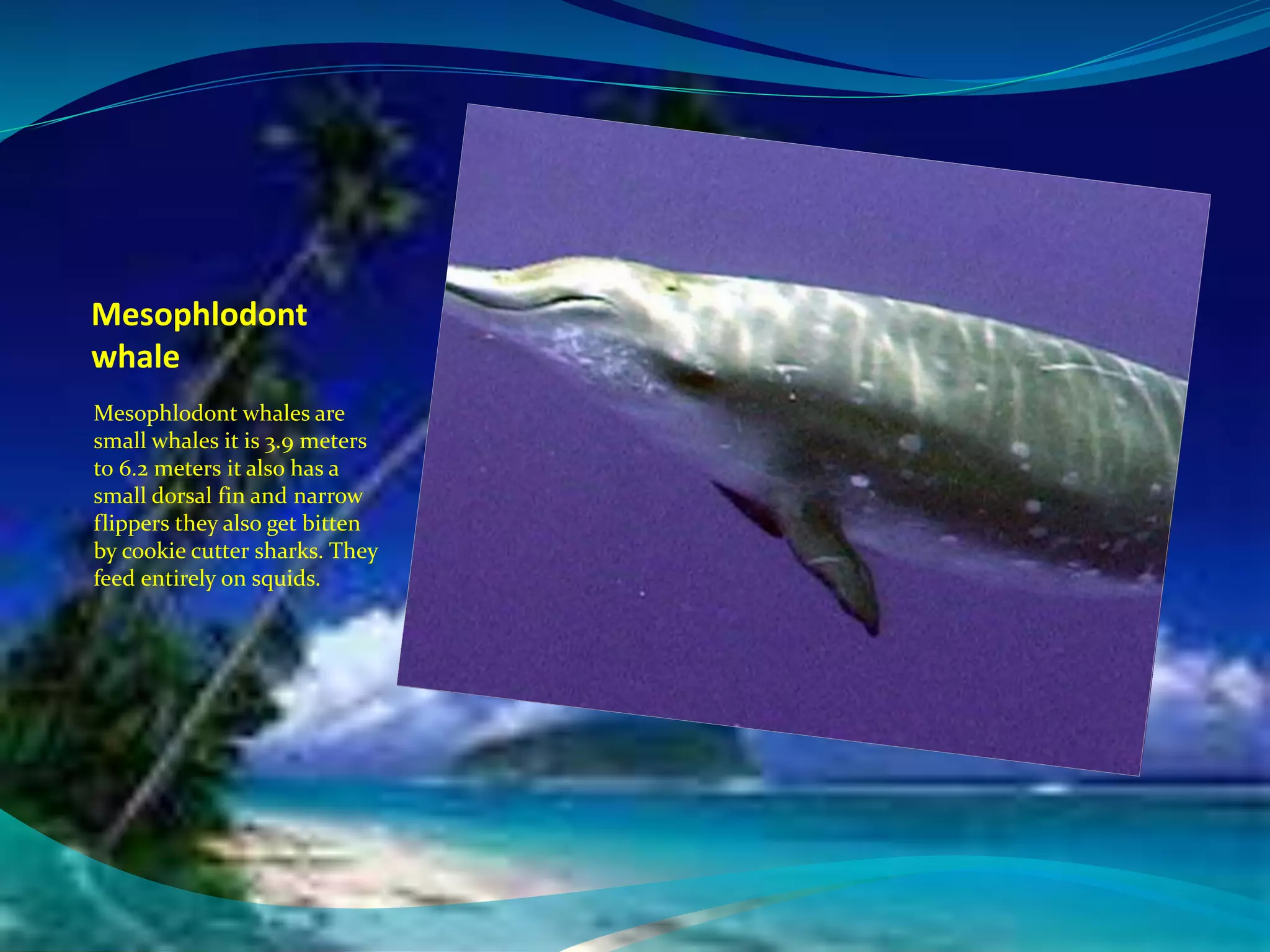 Samoa animals | PPSX