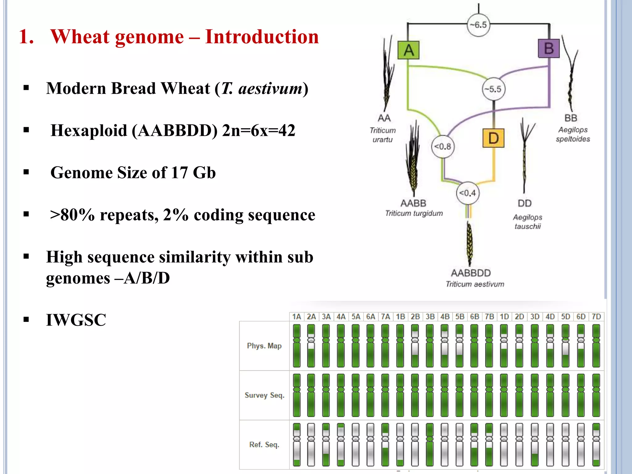 The Wheat Genome | PPTX