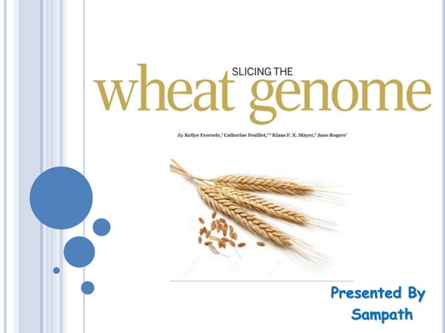 The Wheat Genome | PPTX | Genetics | Science