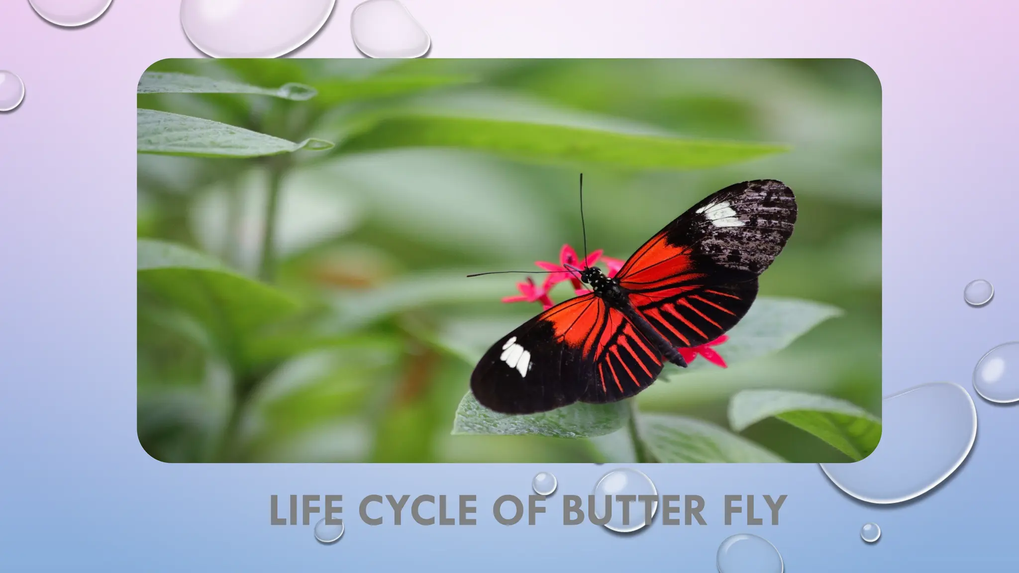 Butterfly life cycle with attrecative video and picture | PPTX