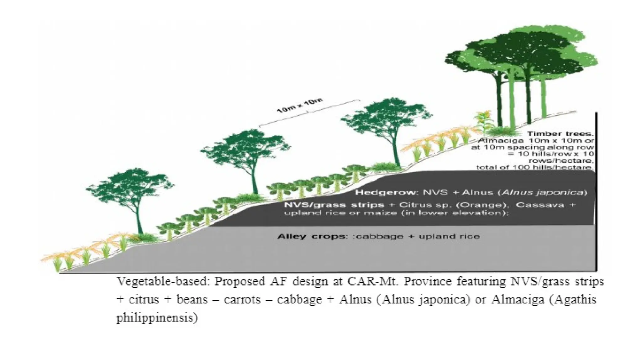 Sample-Plan-and-Design-for-Agroforestry-Farm.pptx