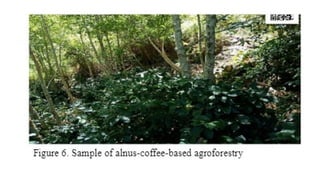 Sample-Plan-and-Design-for-Agroforestry-Farm.pptx