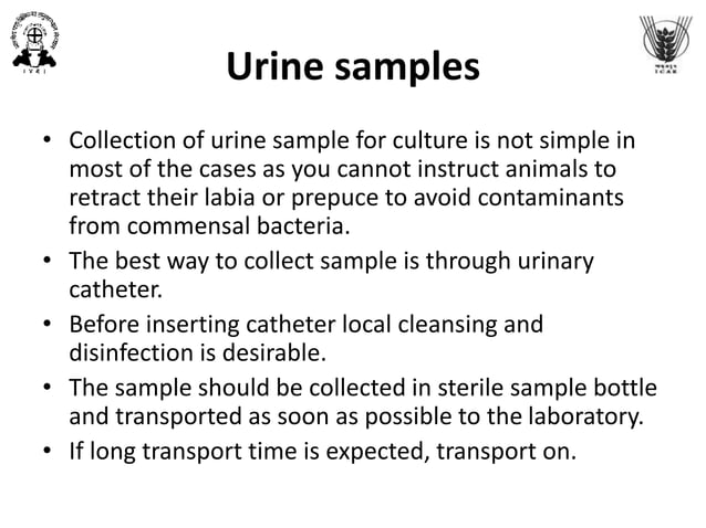 Sample Collection For Bacterial Isolation Characterization And