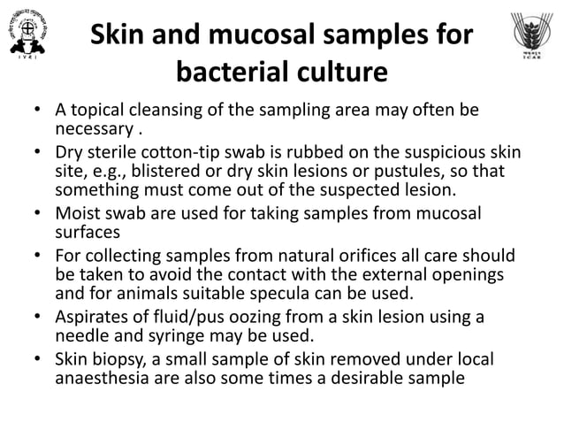 Sample Collection For Bacterial Isolation Characterization And