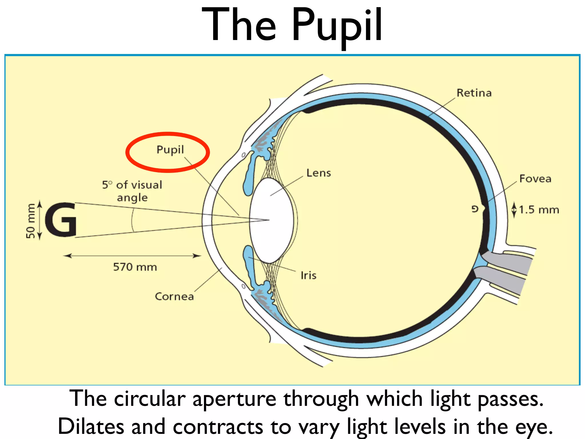 Vision: Light & The Eye (Sample Lecture Slides) | PDF