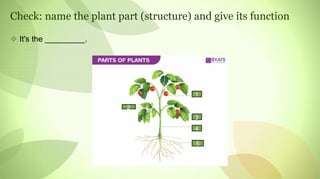 Sample lesson: What is a plant? | PDF