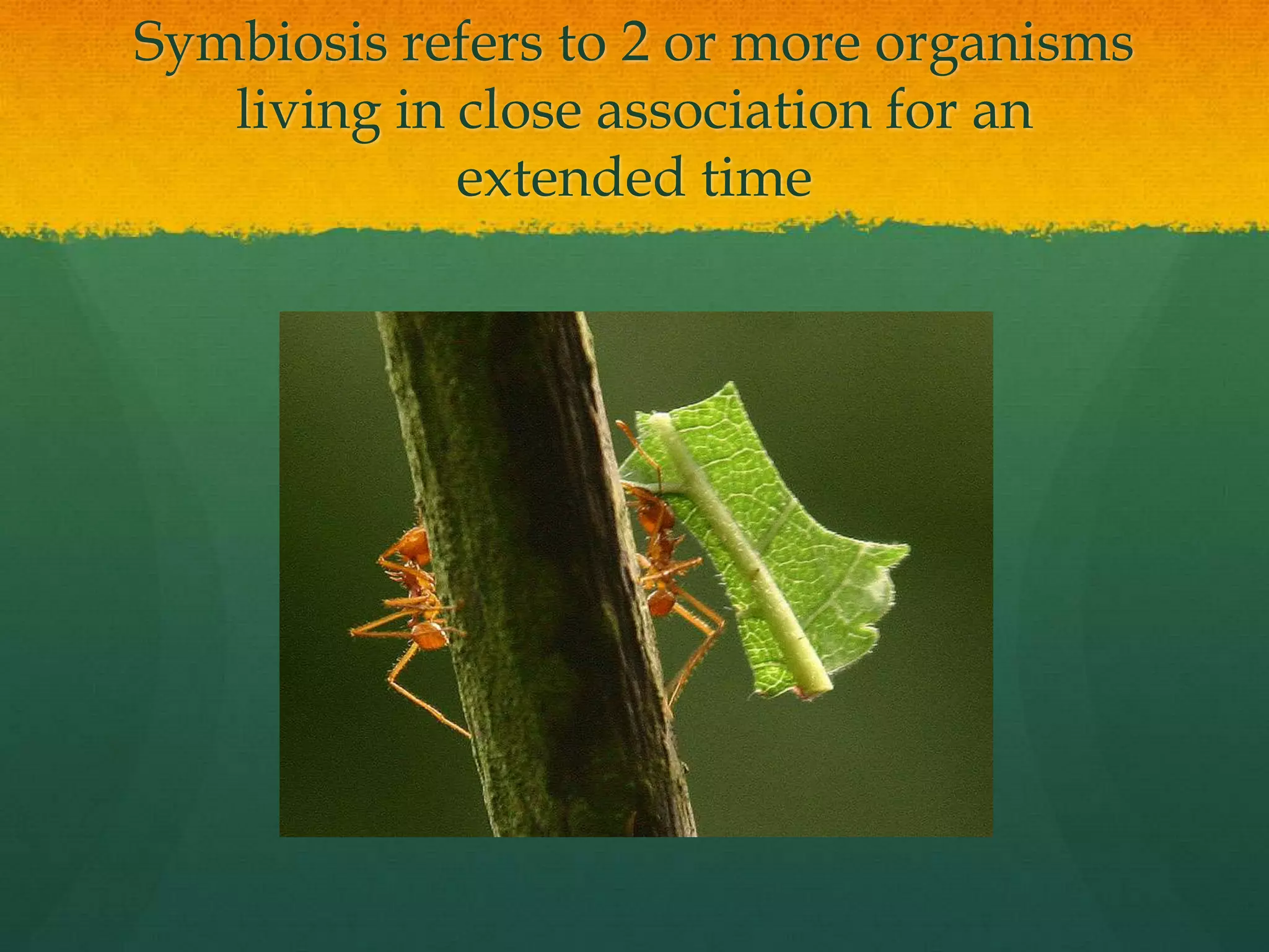 Symbiosis sample presentation | PPTX | Biological Sciences | Science