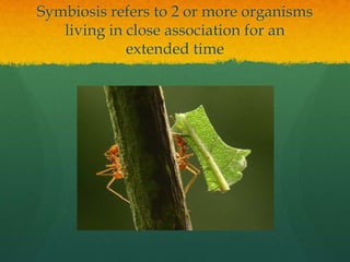 Symbiosis sample presentation | PPTX