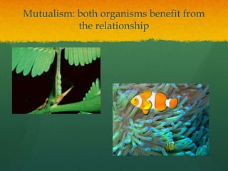 Symbiosis sample presentation | PPTX | Biological Sciences | Science