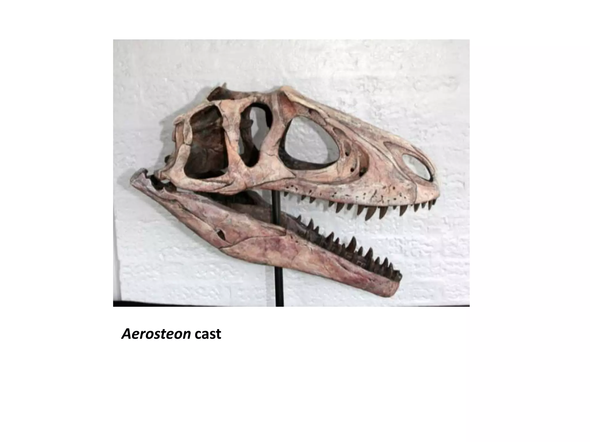 Sample Skull Casts | PPTX