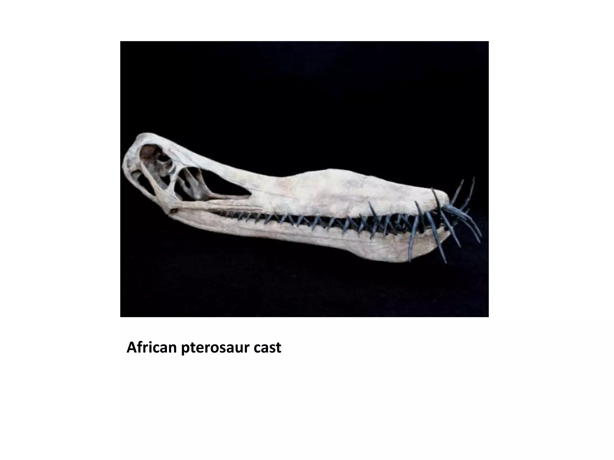 Sample Skull Casts | PPTX