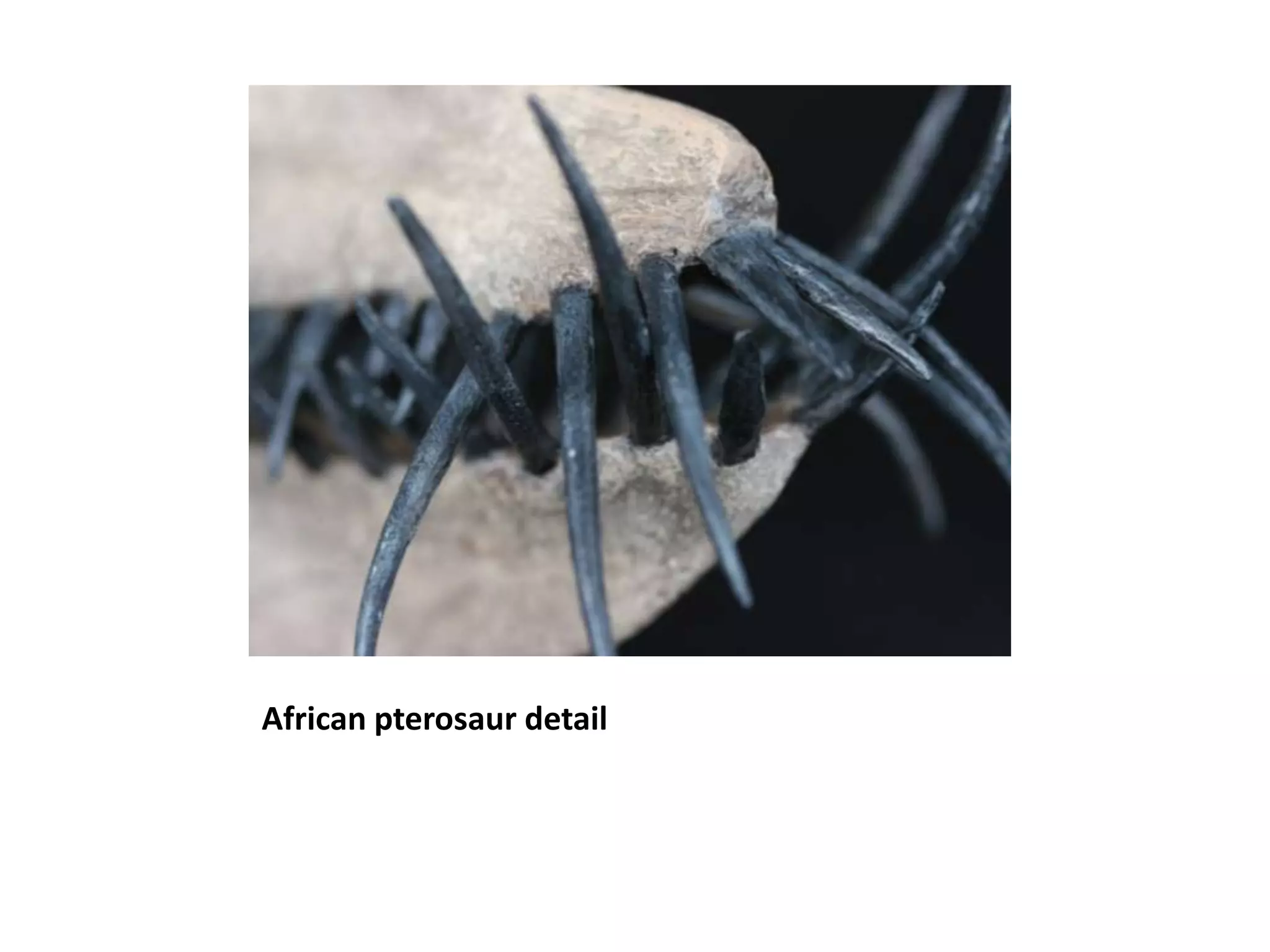 Sample Skull Casts | PPTX