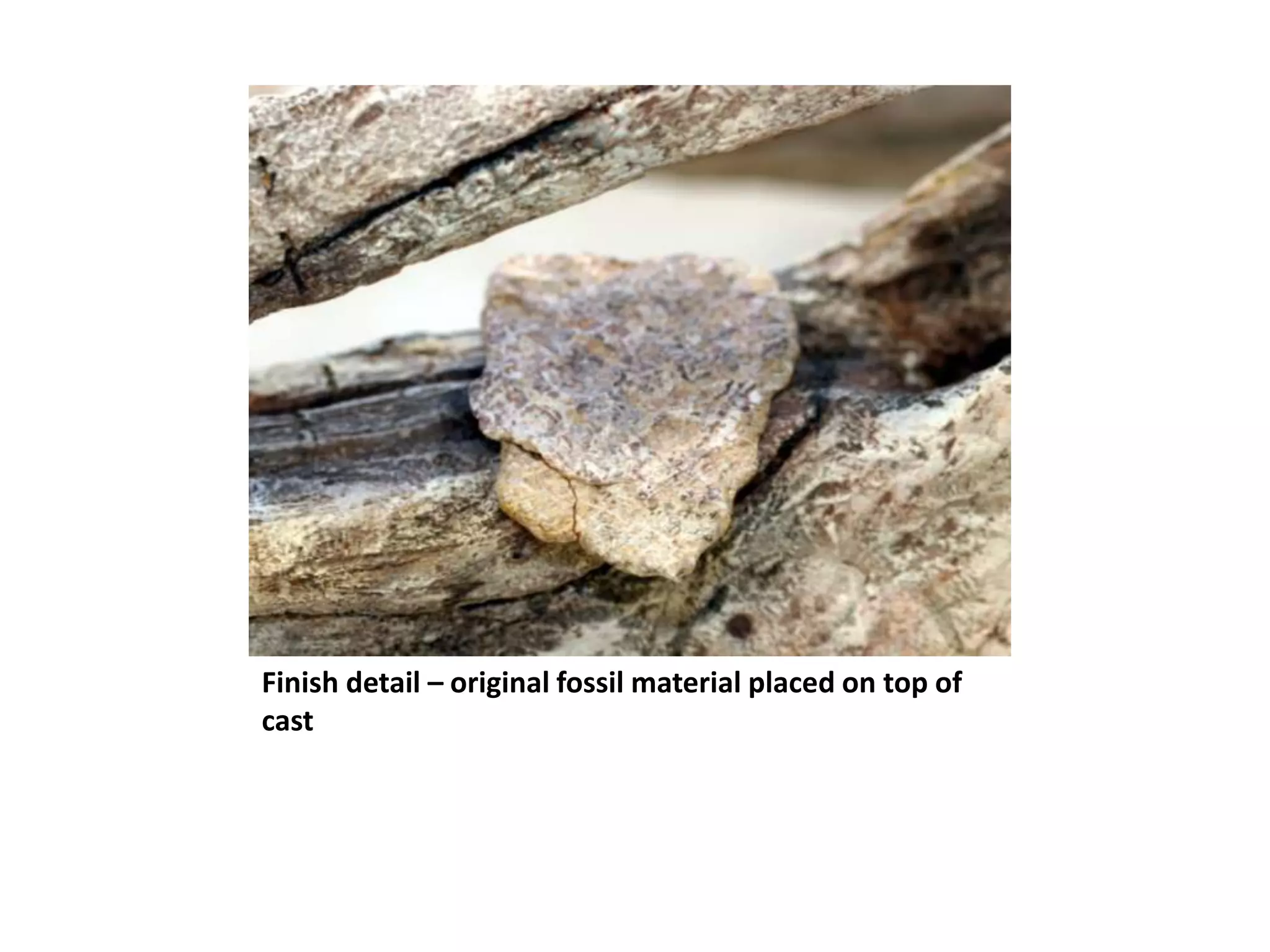 Sample Skull Casts | PPTX