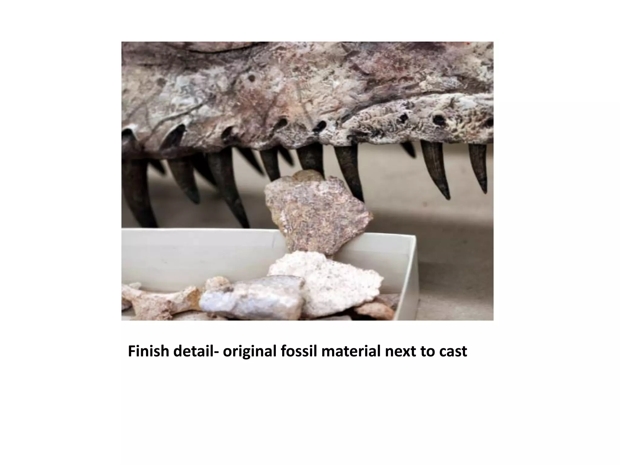 Sample Skull Casts | PPTX