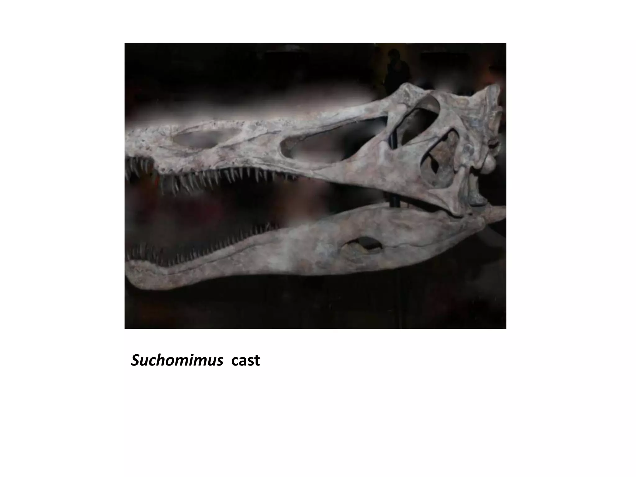 Sample Skull Casts | PPTX