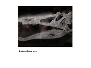 Sample Skull Casts | PPTX