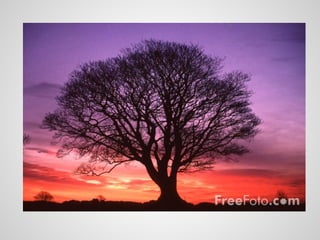 Sample whytreesareimportant | PPT