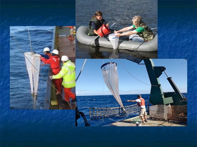 Sampling plankton | PPT