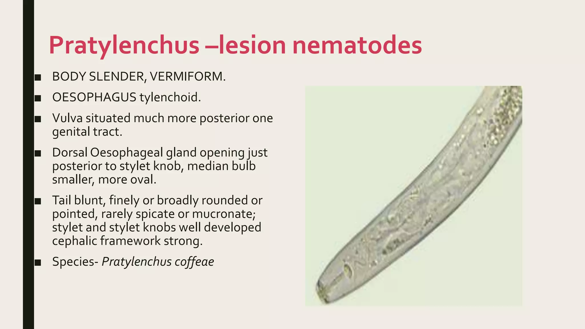 Sampling,extraction and identification of plant parasitic nematodes PPN ...