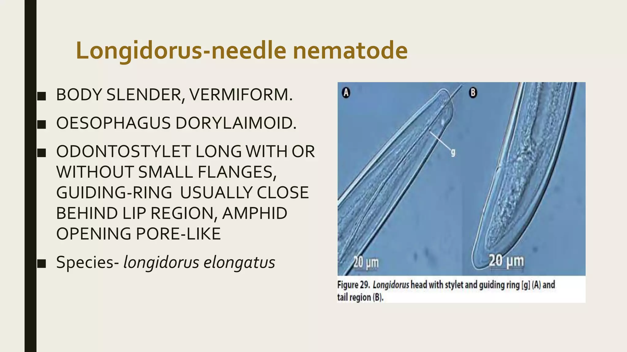 Sampling,extraction and identification of plant parasitic nematodes PPN ...