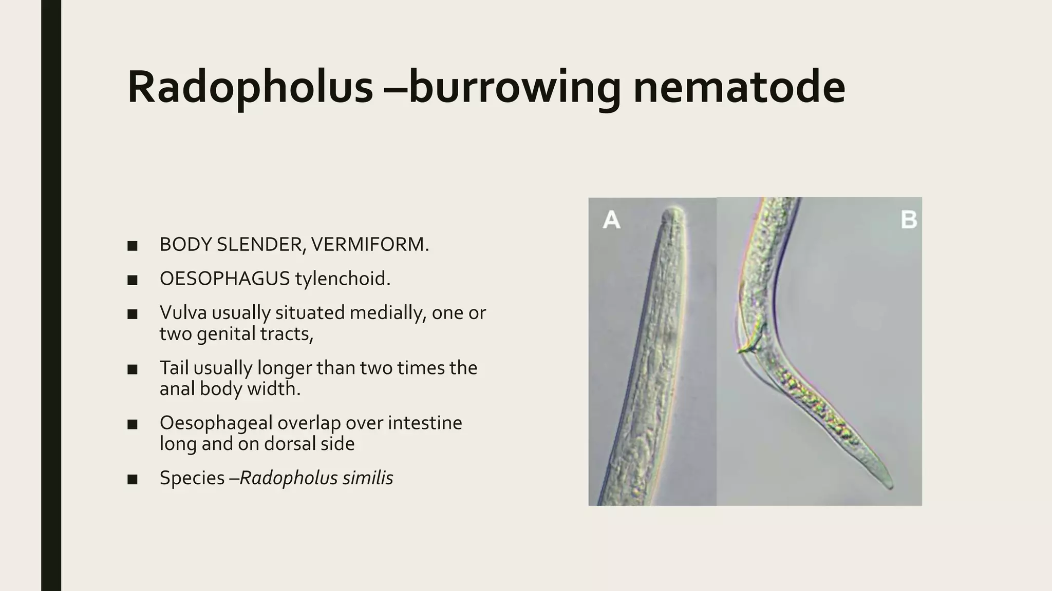 Sampling,extraction and identification of plant parasitic nematodes PPN ...