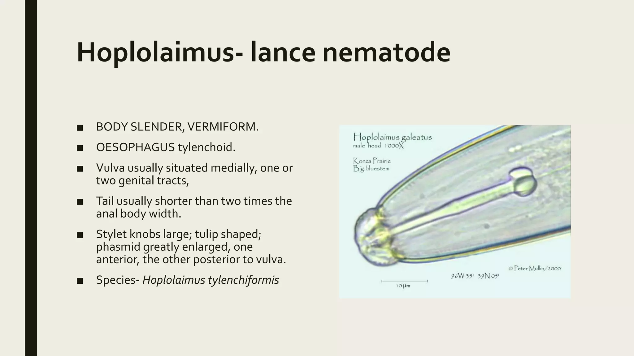 Sampling,extraction and identification of plant parasitic nematodes PPN ...