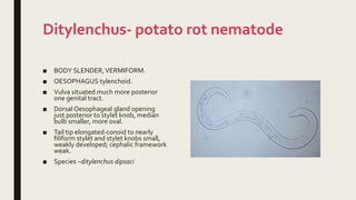 Sampling,extraction and identification of plant parasitic nematodes PPN ...