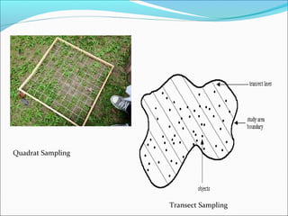 Sampling for natural and social sciences | PPT