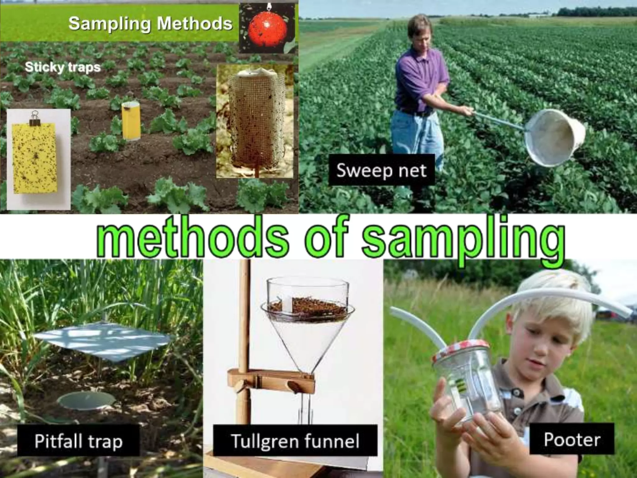 Different sampling techniques for insect population estimation | PDF