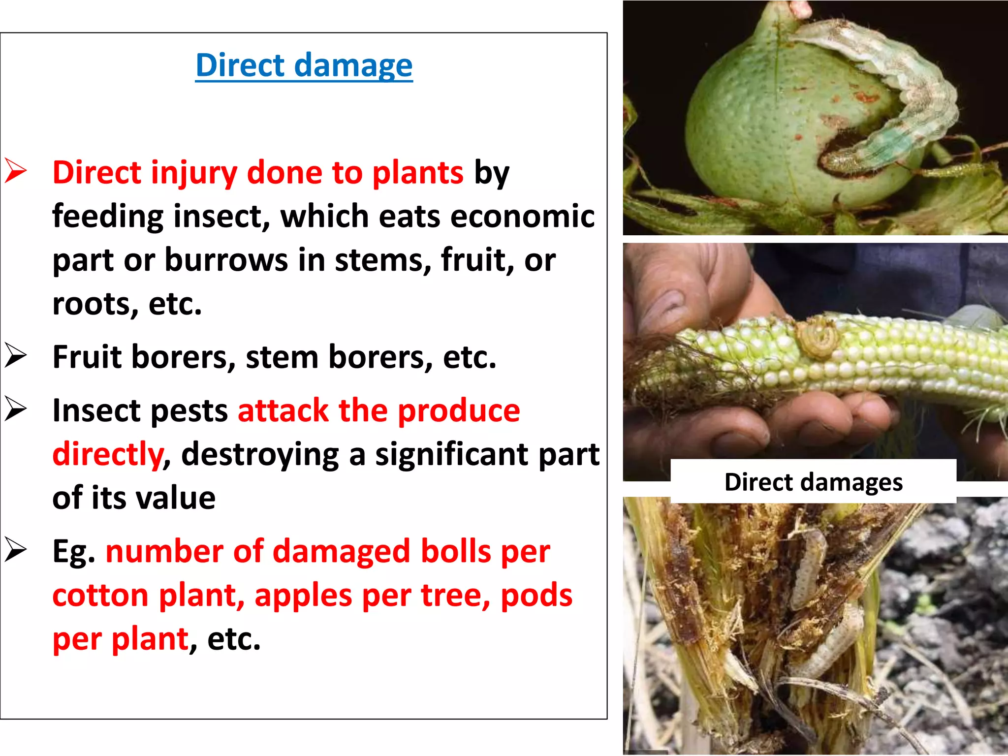 Different sampling techniques for insect population estimation | PDF