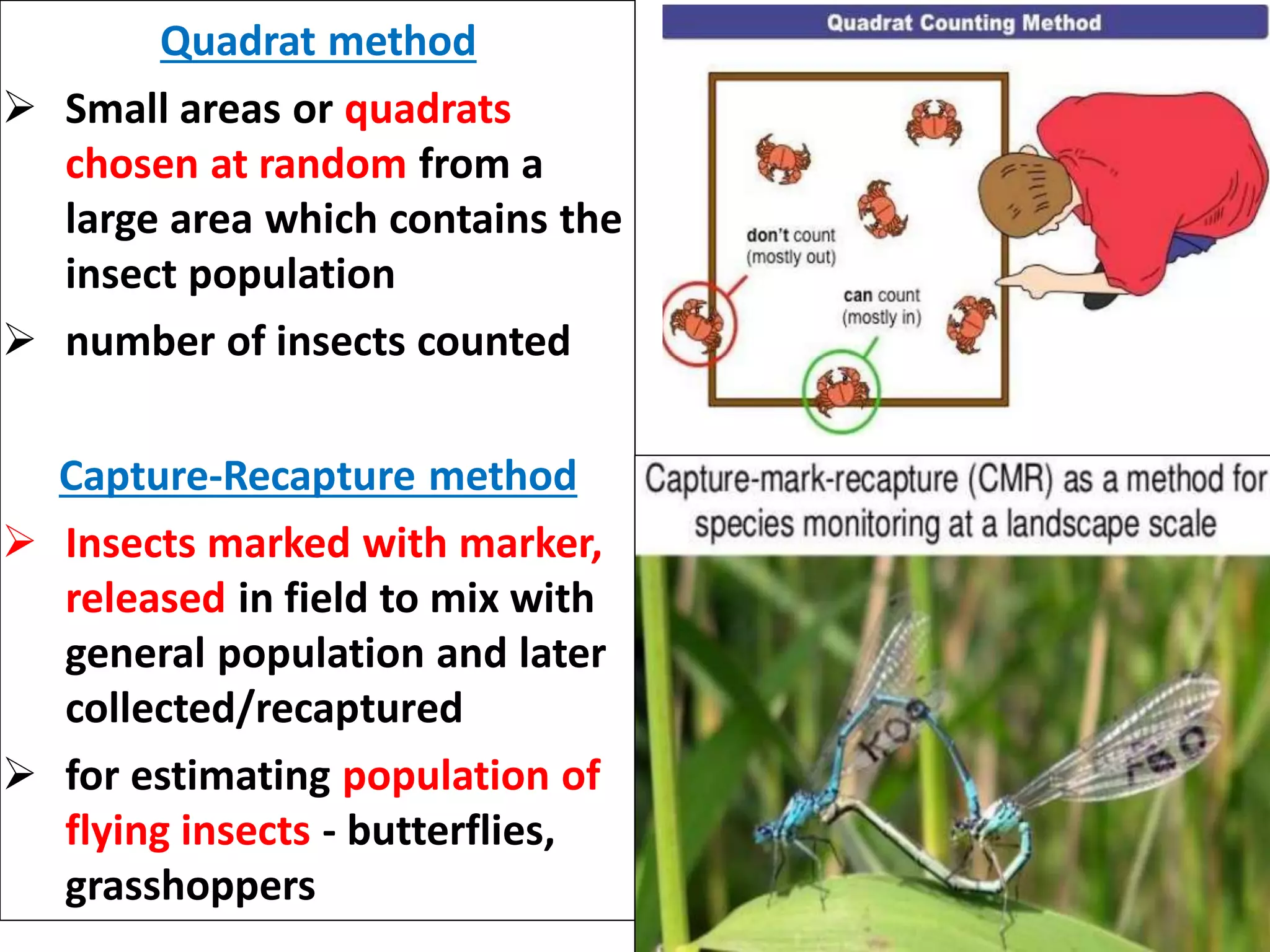 Different sampling techniques for insect population estimation | PDF