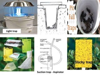 Different sampling techniques for insect population estimation | PDF