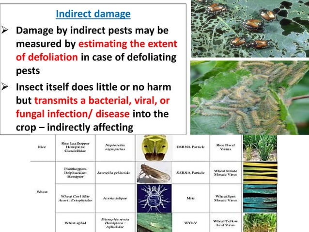 Different sampling techniques for insect population estimation | PDF