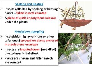 Different sampling techniques for insect population estimation | PDF