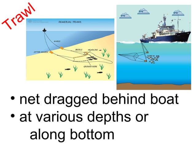 Sampling The Benthos | PPT