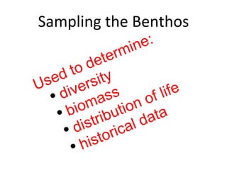 Sampling The Benthos | PPT