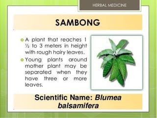 Sampong-Halamang-Gamot.pdf | Herbs and Supplements | Alternative Medicine