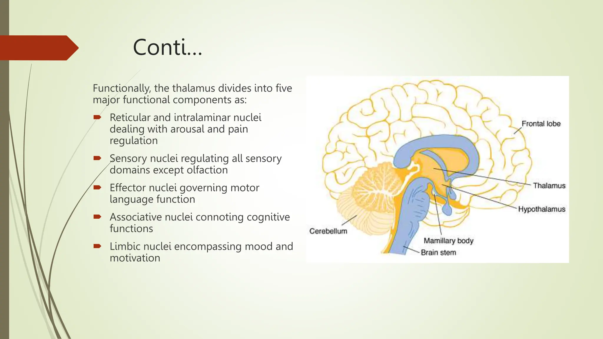 Parts of Brain mainly the Forebrain .pptx