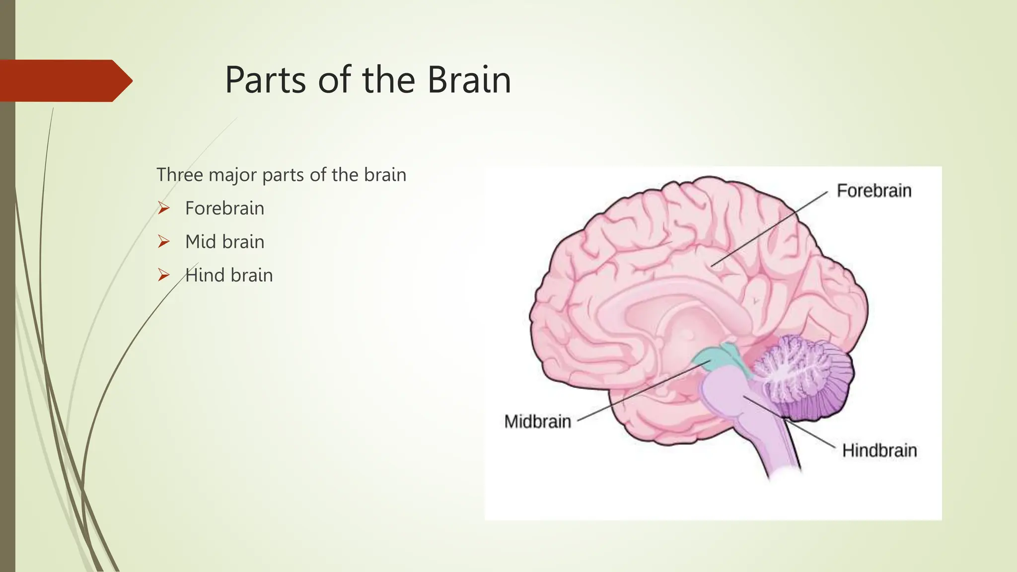 Parts of Brain mainly the Forebrain .pptx