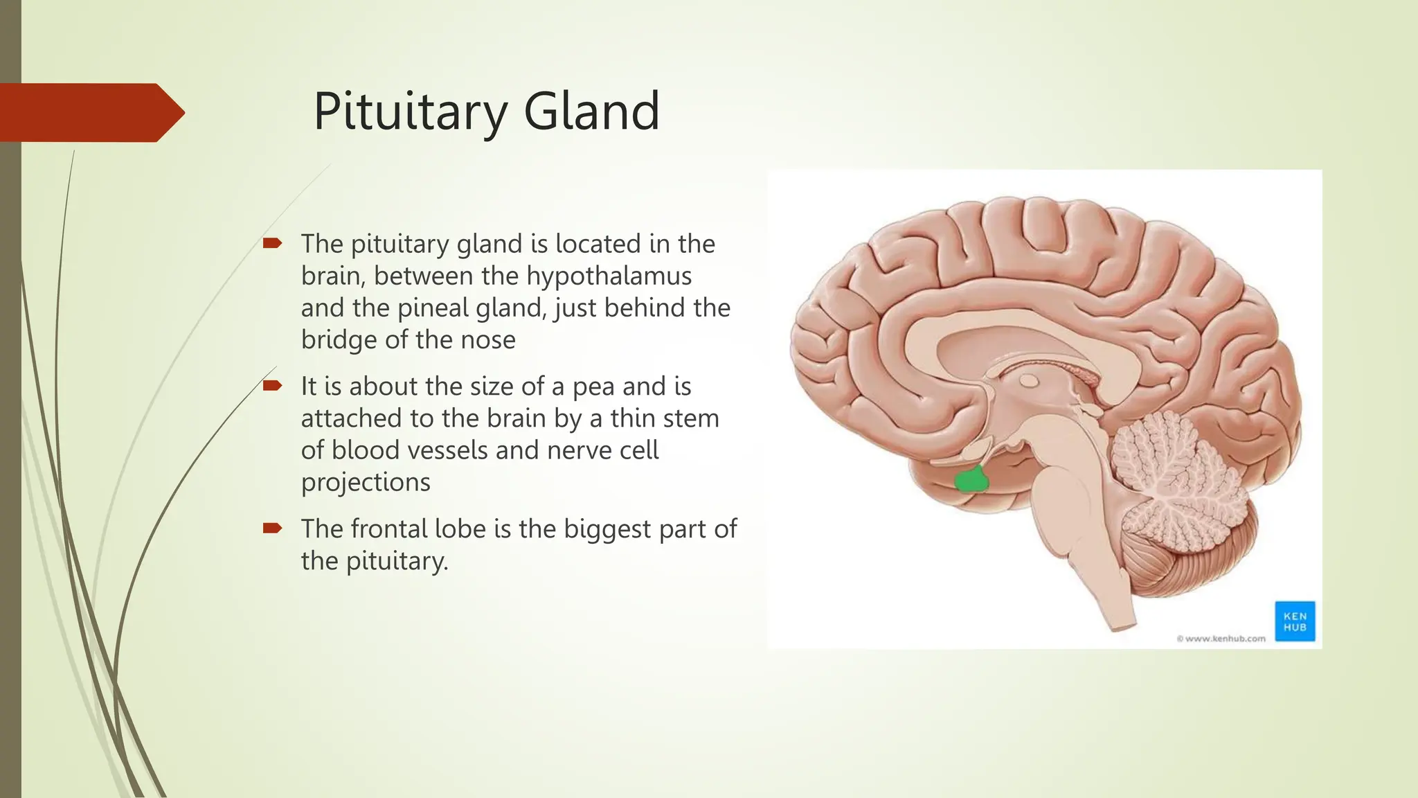 Parts of Brain mainly the Forebrain .pptx