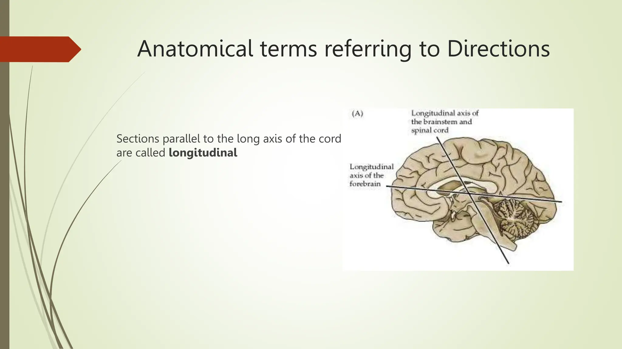 Parts of Brain mainly the Forebrain .pptx