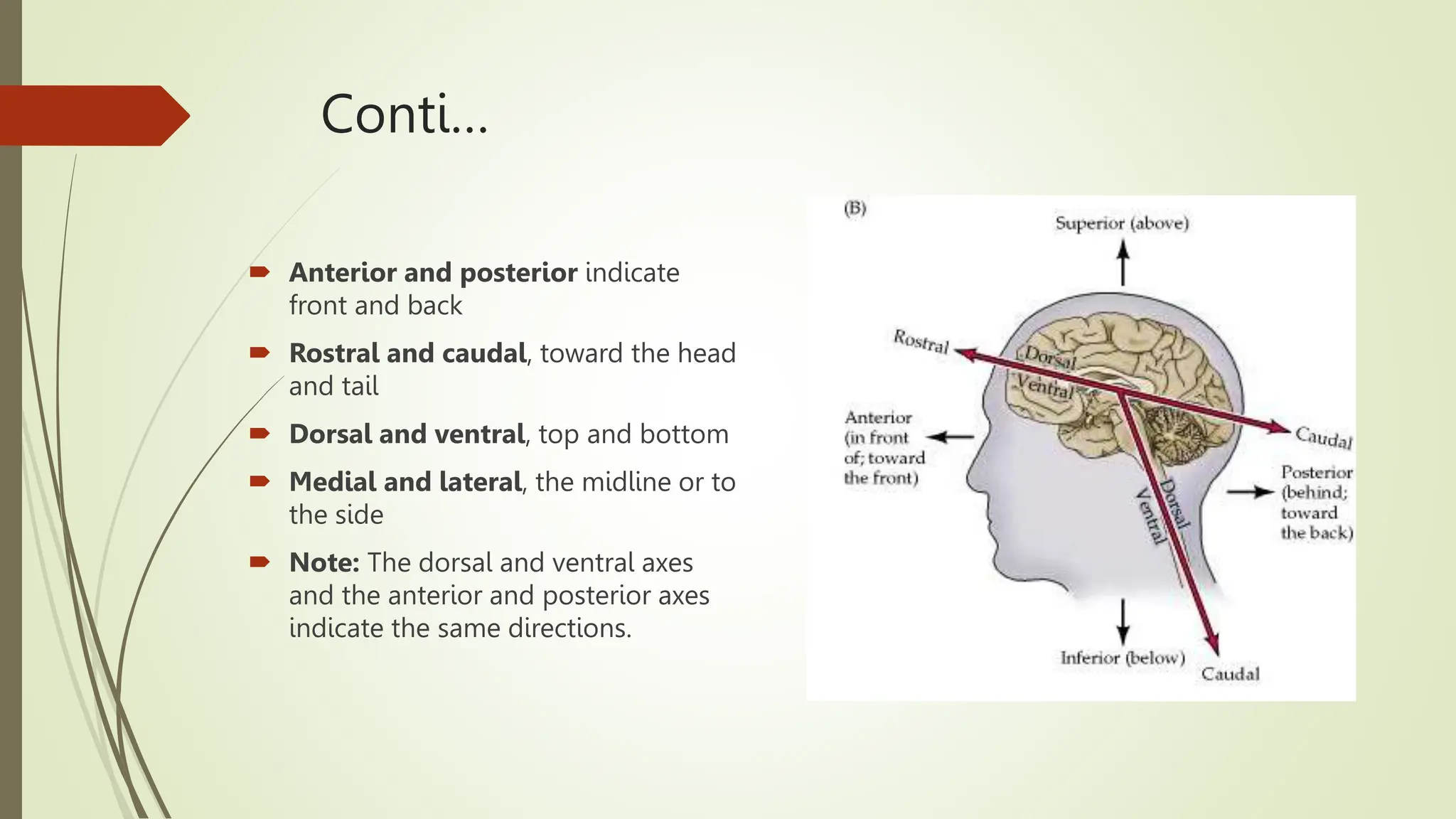 Parts of Brain mainly the Forebrain .pptx