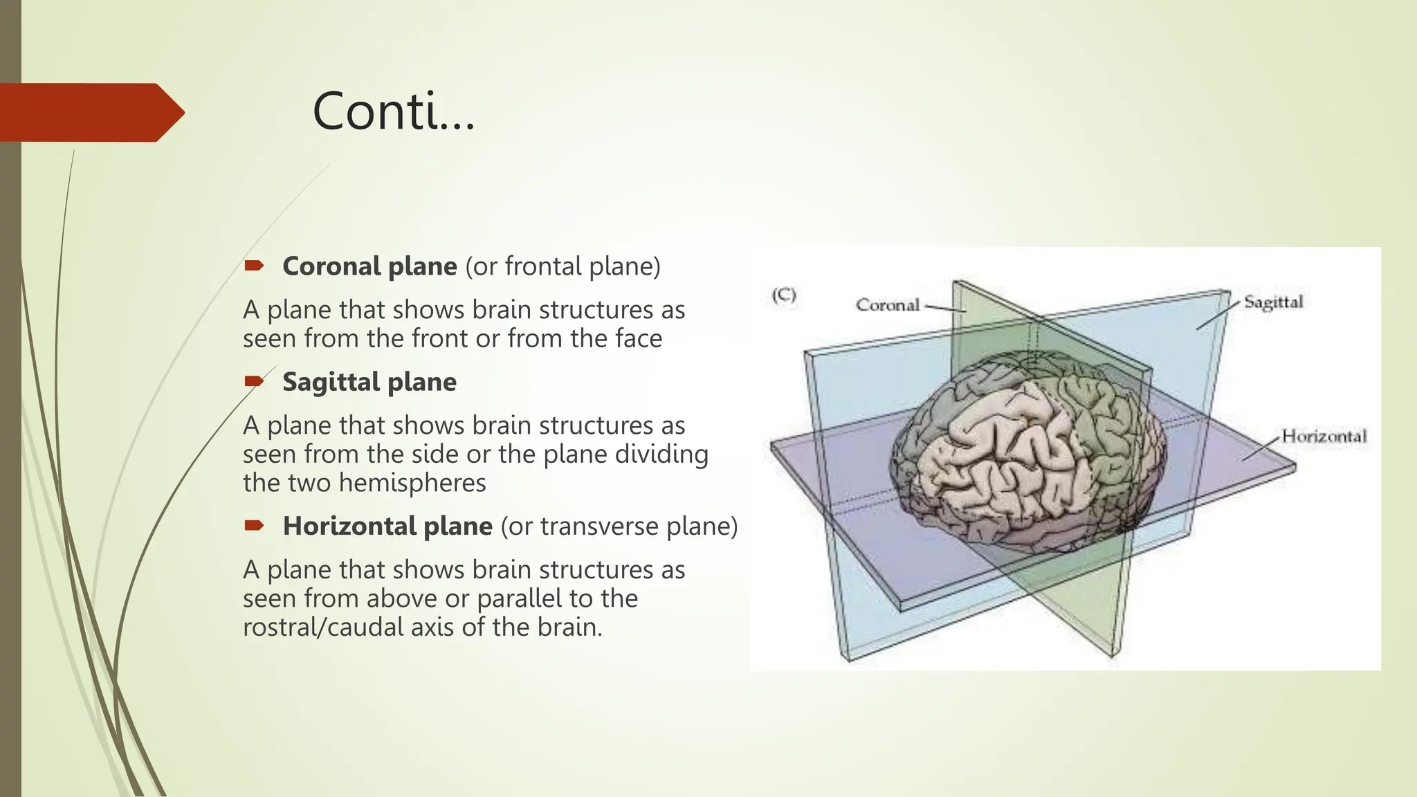 Parts of Brain mainly the Forebrain .pptx
