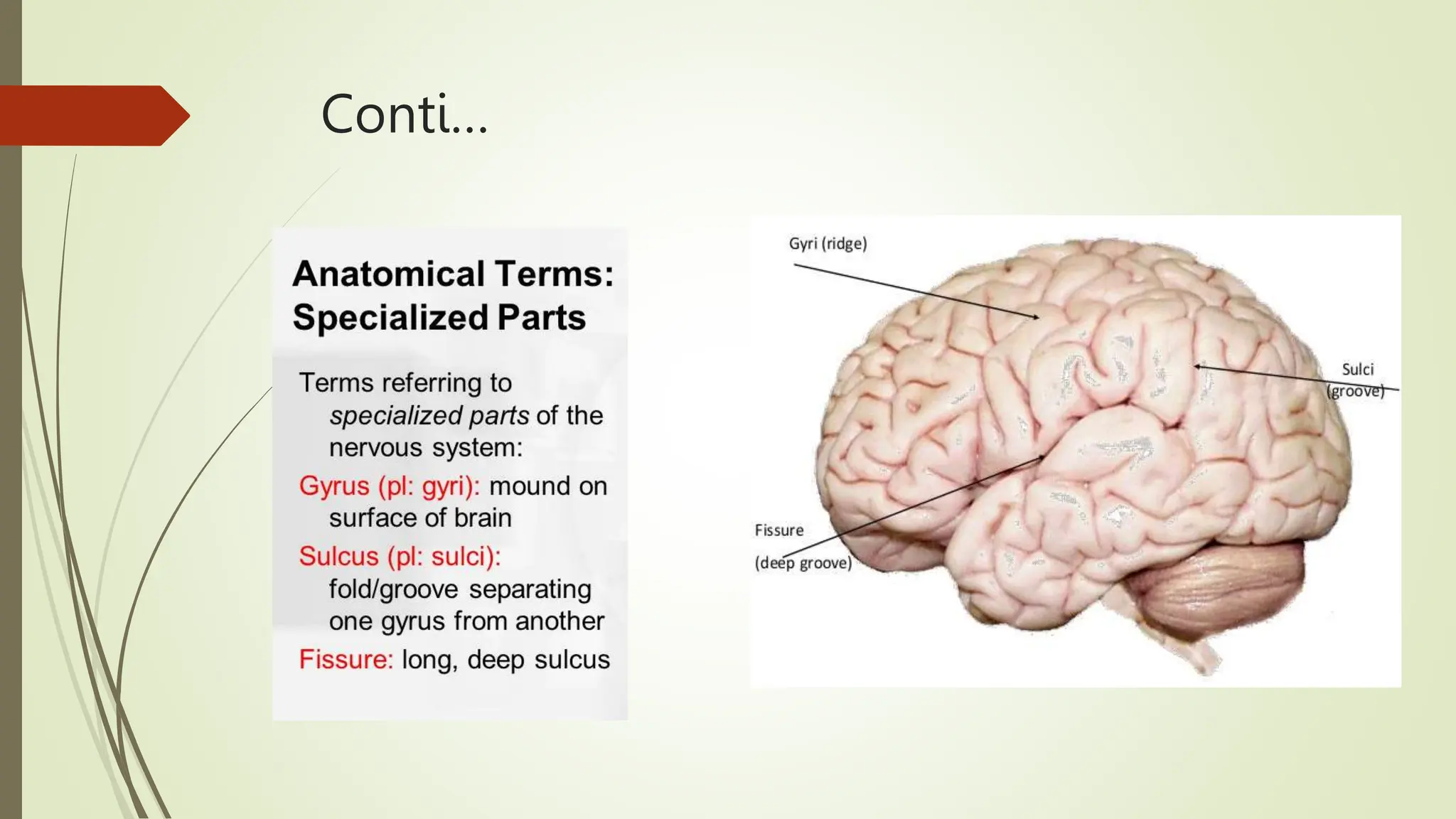 Parts of Brain mainly the Forebrain .pptx