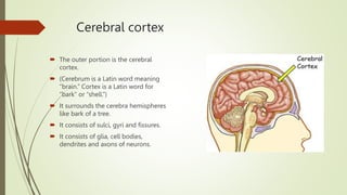 Parts of Brain mainly the Forebrain .pptx