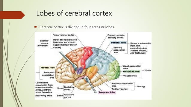 Parts of Brain mainly the Forebrain .pptx