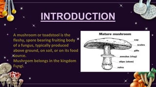 The Mushroom and its Production Syudy and Intro | PPTX | Gardening ...