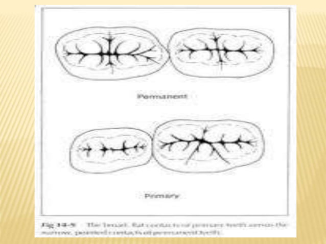 difference between primary and secondary tooth | PPTX | Dental Health ...