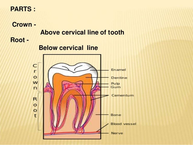 difference between primary and secondary tooth