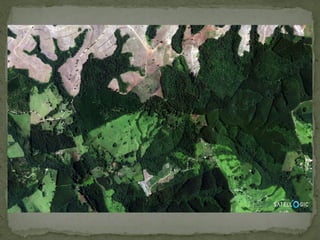 Application of remote Sensing and GIS in forest monitoring | PPT